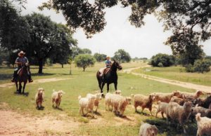 Homepage - Gregg RanchGregg Ranch